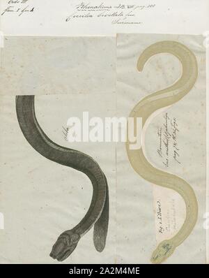 Caecilia bivittata, Print, Caecilia is a genus of amphibians in the ...