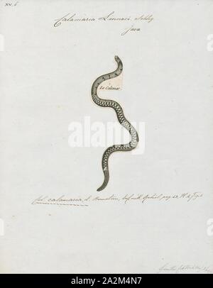 Calamaria linnaei, Print, Linne's Dwarf Snake, 1734-1765 Stock Photo ...