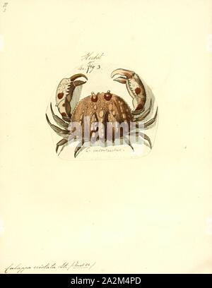 Calappa cristata, Print Stock Photo - Alamy