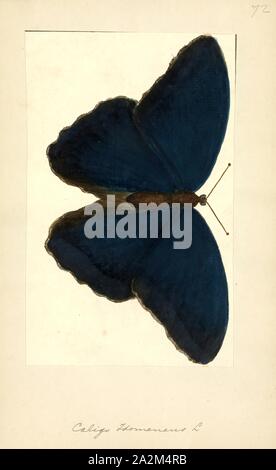 Caligo, known for their huge eyespots, which resemble owls' eyes. They ...