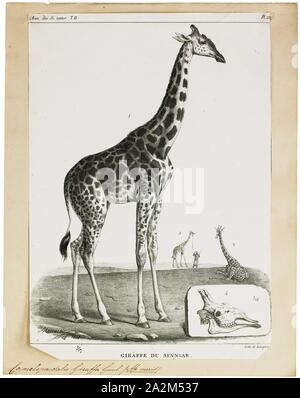 Camelopardalis giraffa, Print, 1700-1880 Stock Photo - Alamy