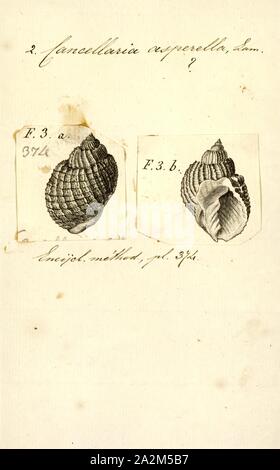 Cancellaria asperella, Print, Merica asperella, common name the elegant ...