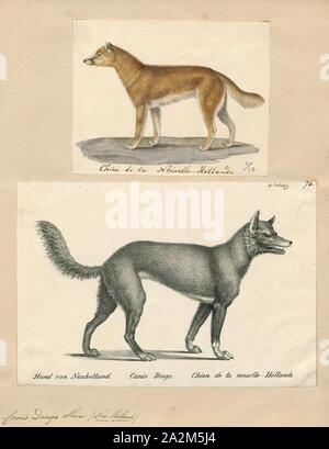 Skull of Dingo Stock Photo - Alamy