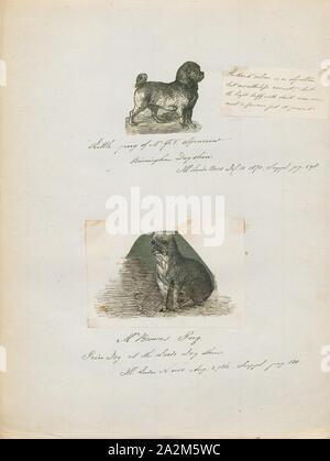 Gray Wolf. Species: lupus,Genus: Canis,Family: Canidae,Order: Carnivora ...