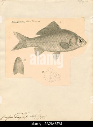 Carassius auratus, Print, The goldfish (Carassius auratus) is a ...
