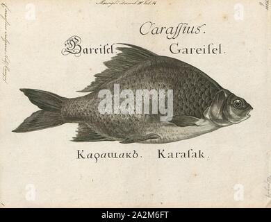 carassius c. / crucian carp Stock Photo - Alamy