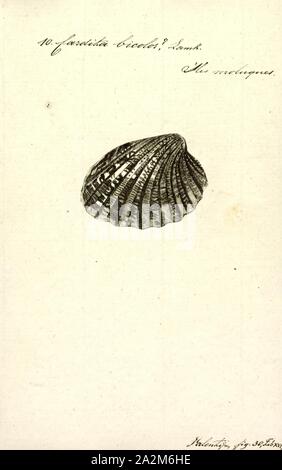 Cardita bicolor, Print, Cardita is a genus of marine bivalve molluscs ...