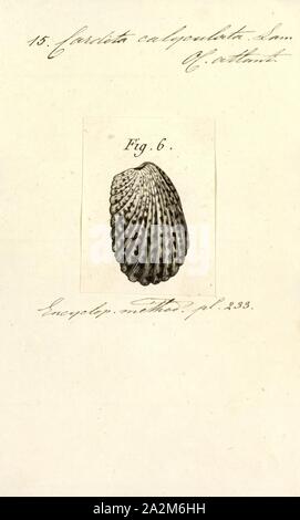 Cardita calyculata, Print, Cardita is a genus of marine bivalve ...