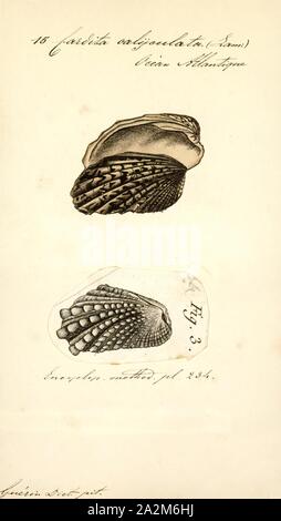 Cardita calyculata, Print, Cardita is a genus of marine bivalve ...
