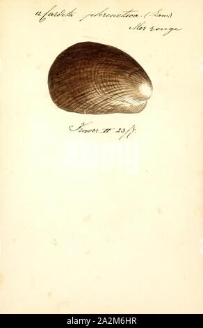 Cardita phrenetica, Print, Cardita is a genus of marine bivalve ...