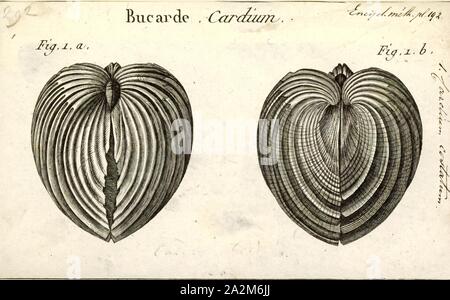 Cardium costatum, Print, Great ribbed cockle Stock Photo - Alamy