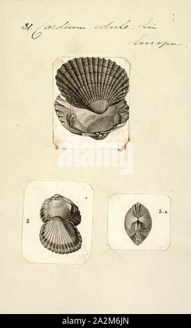 Cardium edule, Print Stock Photo - Alamy