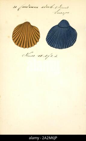 Cardium edule, Print Stock Photo - Alamy