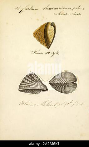 Cardium hemicardium, Print Stock Photo - Alamy