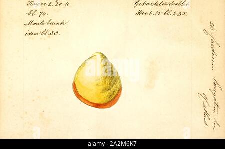 Cardium laevigatum, Print Stock Photo - Alamy