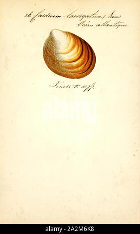 Cardium laevigatum, Print Stock Photo - Alamy