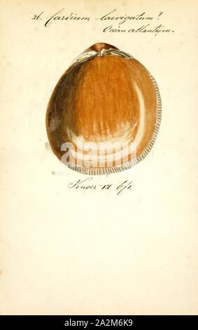 Cardium laevigatum, Print Stock Photo - Alamy