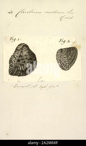 Cardium medium, Print Stock Photo - Alamy