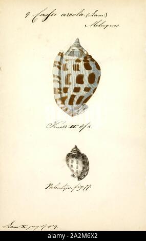 Cassis areola, Print, Phalium areola, common name the checkerboard ...