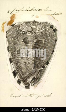 Cassis tuberosa, Print, Cassis tuberosa, the king helmet, is a species ...