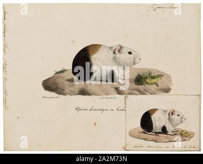 Species of rodent belonging to the family Caviidae and the genus Cavia ...