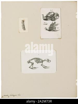 Species of rodent belonging to the family Caviidae and the genus Cavia ...