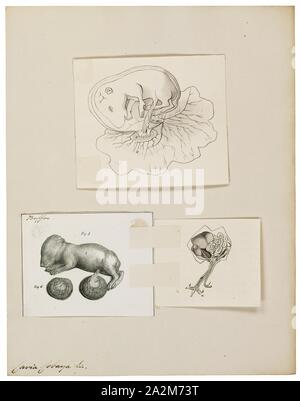 Species of rodent belonging to the family Caviidae and the genus Cavia ...