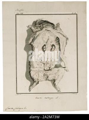 Cavia cobaya, Print, The guinea pig or domestic guinea pig (Cavia ...