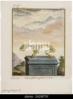 Species of rodent belonging to the family Caviidae and the genus Cavia ...