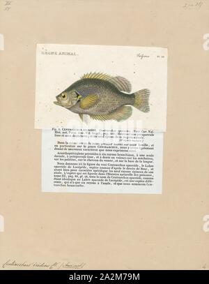 Centrarchus irideus, Print, The flier (Centrarchus macropterus) is a ...