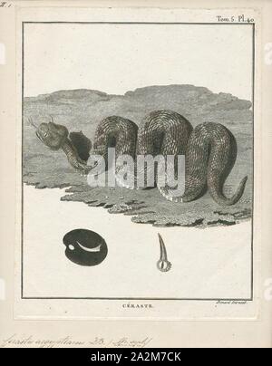 Cerastes cerastes, commonly known as the Saharan horned viper or the ...