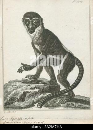 Cercopithecus diana, Print, The Diana monkey (Cercopithecus diana) is ...