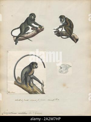 Greater white nosed spot nosed or putty nosed guenon Cercopithecus ...