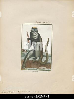 Lesser White-nosed Monkey (Cercopithecus petaurista), male, side Stock ...