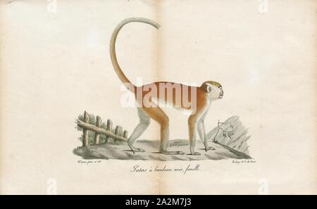 The guenons are the genus Cercopithecus of Old World monkeys Stock ...