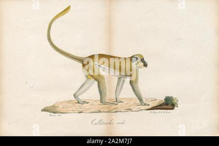 The green monkey, also known as the sabaeus monkey, is an Old World ...