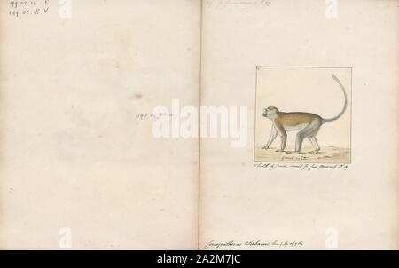 The green monkey, also known as the sabaeus monkey, is an Old World ...