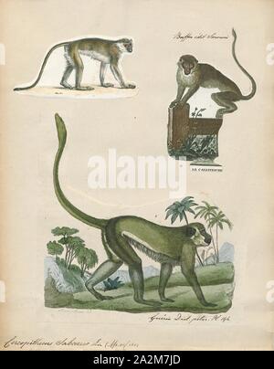 The green monkey (Chlorocebus sabaeus), also known as the sabaeus ...