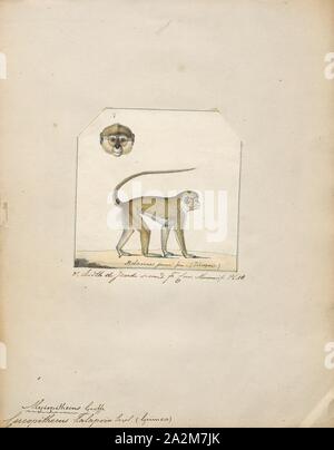 The guenons are the genus Cercopithecus of Old World monkeys Stock ...
