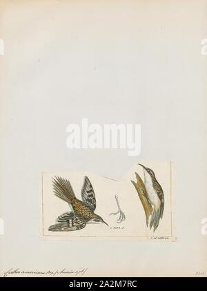 brown creeper (Certhia americana), also known as the American ...