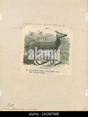 Visayan spotted deer / Visayan deer / Philippine spotted deer / Prince ...