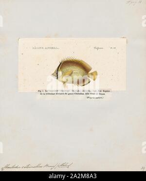 speckled butterflyfish, chaetodon citrinellus Stock Photo - Alamy