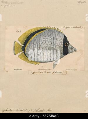 The lined butterflyfish - (Chaetodon lineolatus Stock Photo - Alamy