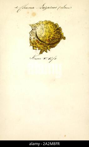 Chama lazarus, Print, Chama lazarus, common name the Lazarus jewel box ...