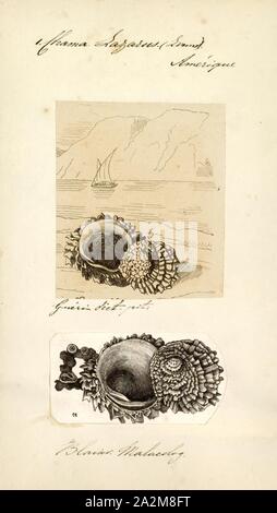 Chama lazarus, Print, Chama lazarus, common name the Lazarus jewel box ...