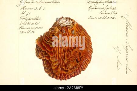 Chama lazarus, Print, Chama lazarus, common name the Lazarus jewel box ...