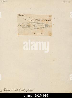 snakehead (Channa gachua Stock Photo - Alamy