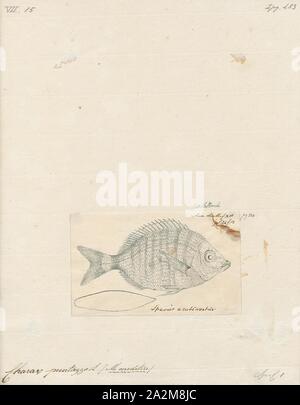 Charax puntazzo, Print, 1700-1880 Stock Photo - Alamy