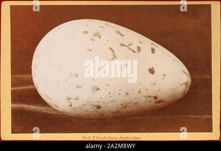 Great auk (Pinguinus impennis) egg. This is Professor Spallanzani's ...