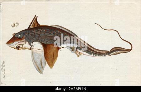 Chimaera monstrosa, Print, Chimaera monstrosa, also known as the rabbit ...